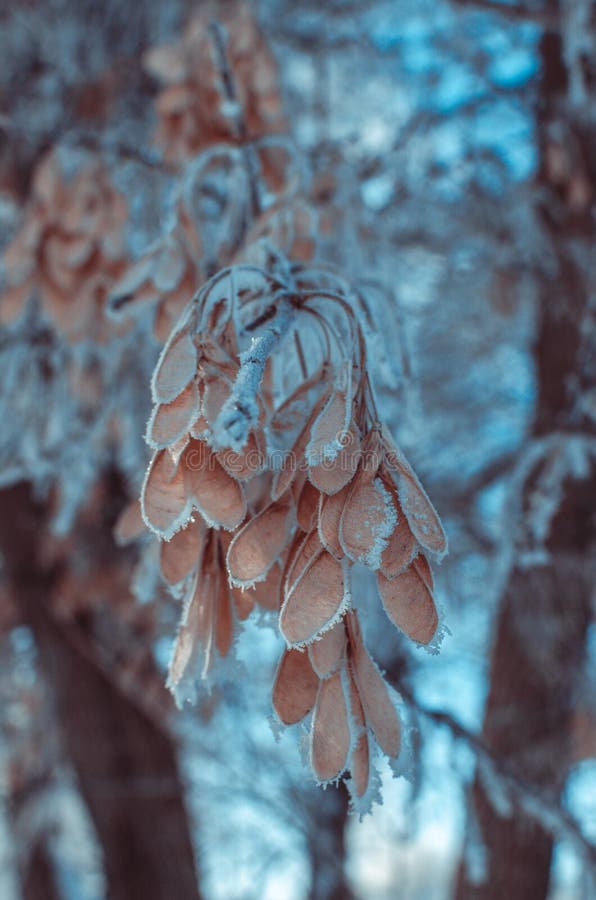 Frozen, Snow and Frost Covered Maple Tree Seeds.Cold Winter Weather ...