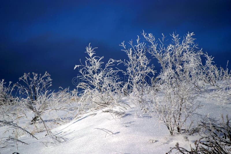 Frozen snow on grass stock image. Image of greeting, magical - 1637587