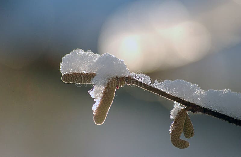 Frozen snow stock image. Image of green, grow, clear - 48347115