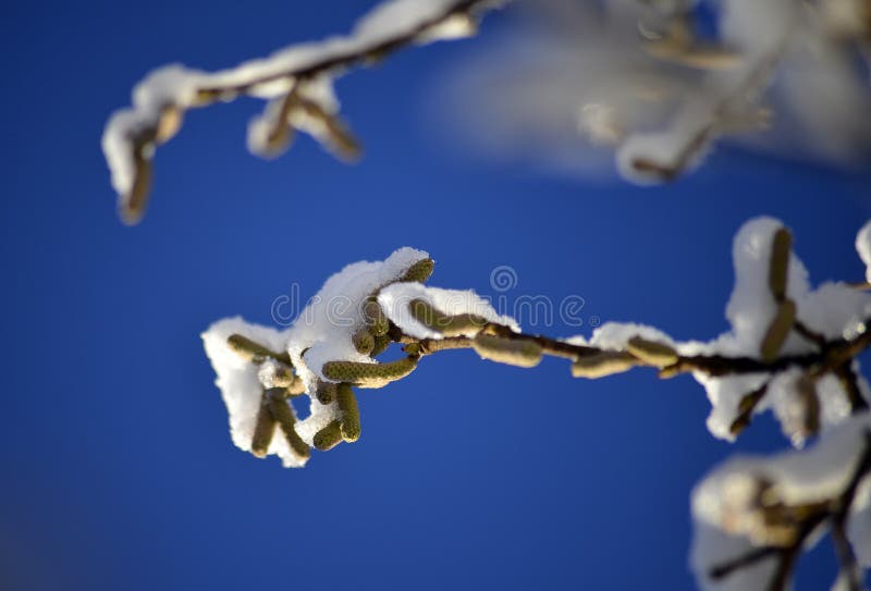 Frozen snow stock image. Image of frost, hoarfrost, environment - 48356665