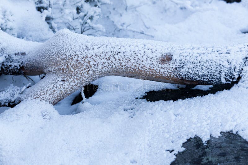 Frozen snow in tree branch stock image. Image of white - 148866553