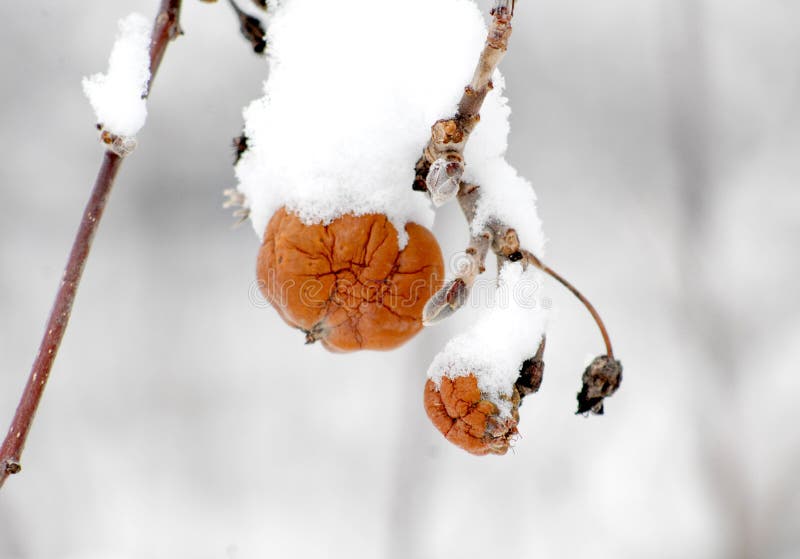 Frozen and Snowy Winter Apples on a Branch Stock Image - Image of ...