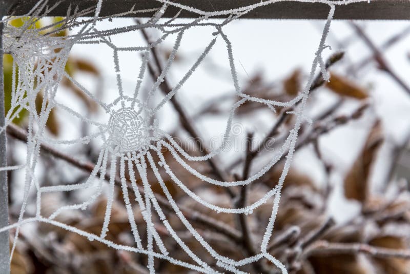 Frozen Spider Web on a Cold Morning Stock Photo - Image of blue, tree ...