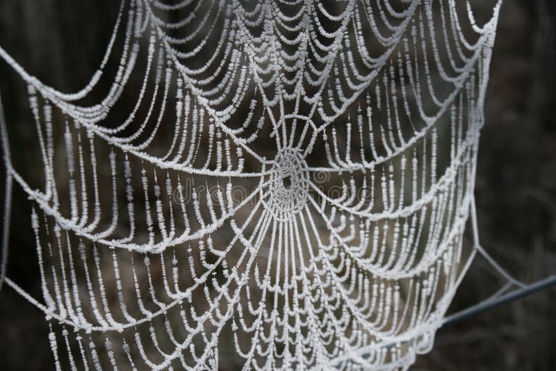 Frozen spider web on fence stock image. Image of landscape - 267438077