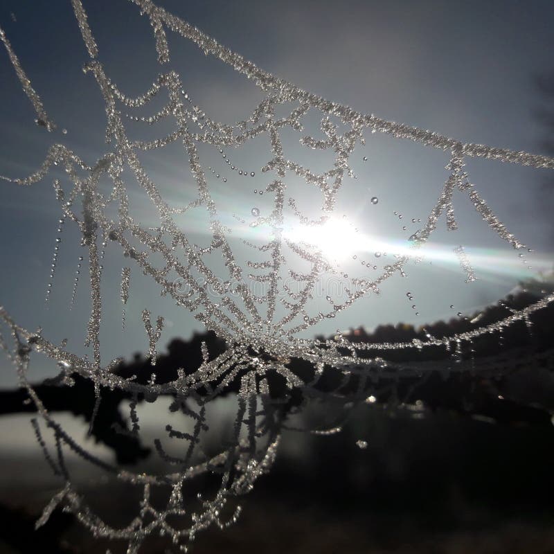 Frozen spider web stock image. Image of wallpaper, spring - 244420771