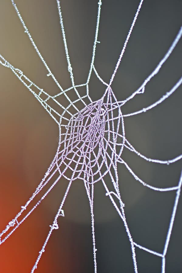 Frozen Spider web macro stock image. Image of hairy, outdoors - 12270819
