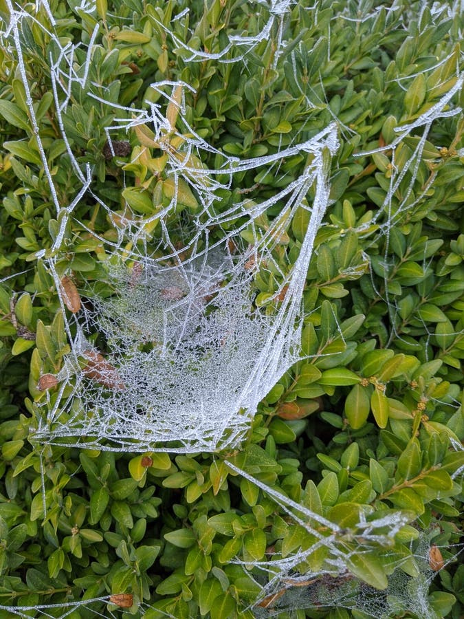 Frozen spider web stock photo. Image of wild, spiderweb - 213088032