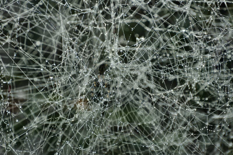 Frozen spiderweb stock image. Image of fine, filament - 17000013