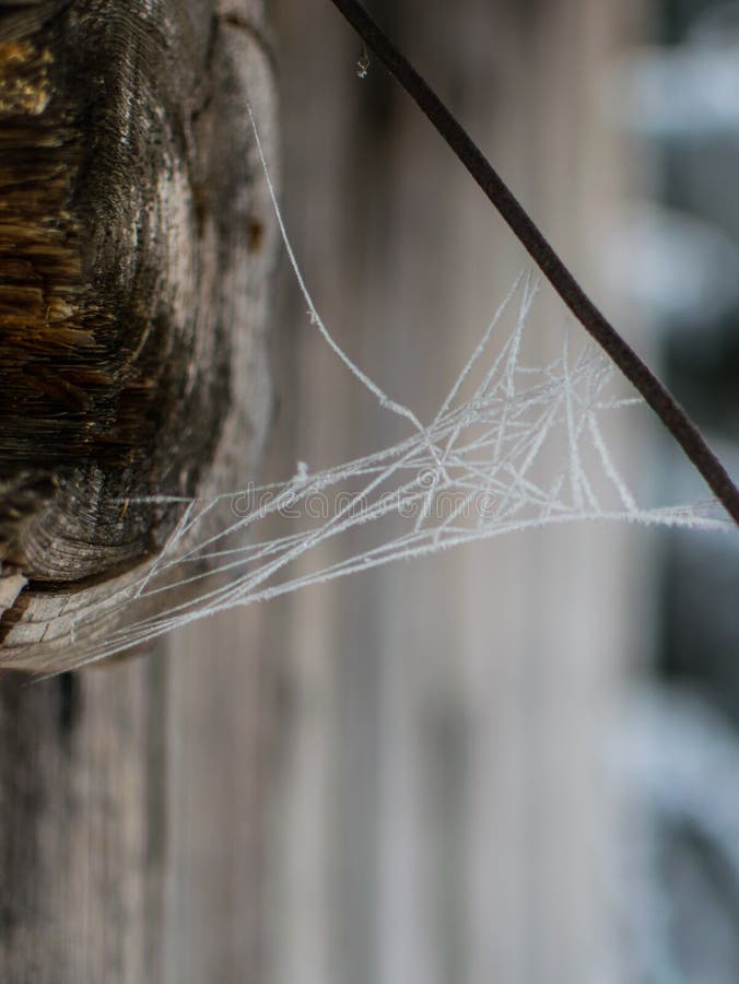 Frozen spiderweb stock photo. Image of frozen, cold, iced - 10023158