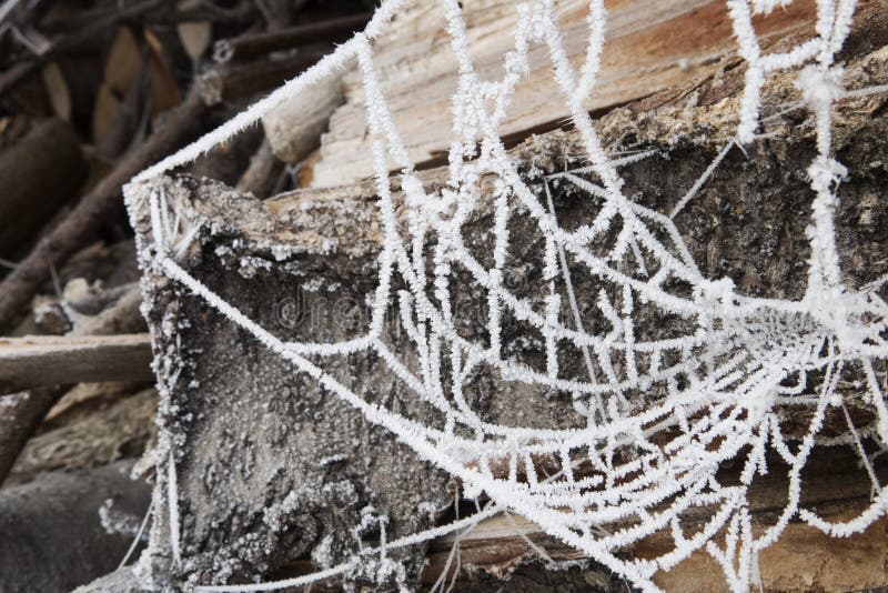 Frozen Cobwebs Hang in Front of Logs Stock Photo - Image of hang, macro ...
