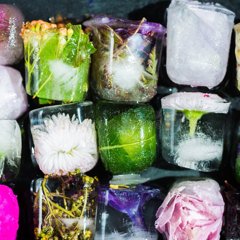 Different Beautiful Frozen Flowers in the Ice Cubes Stock Photo - Image ...