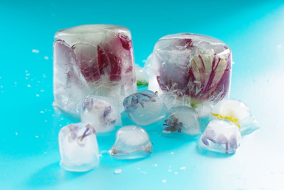 Frozen Spring Flowers in Ice Cubes on a Light Background. Frozen Flora ...