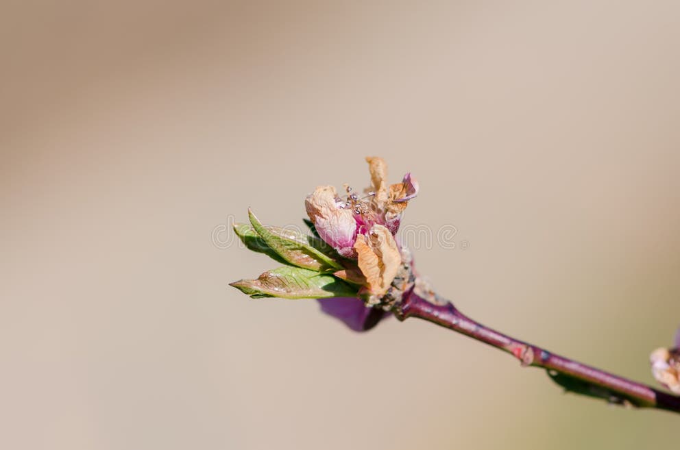 Frozen Spring Flowers on Trees Stock Image - Image of snow, bloom ...