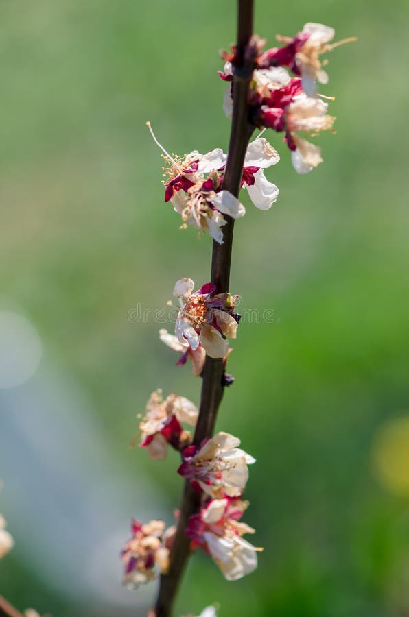 Frozen Spring Flowers on Trees Stock Photo - Image of frost ...