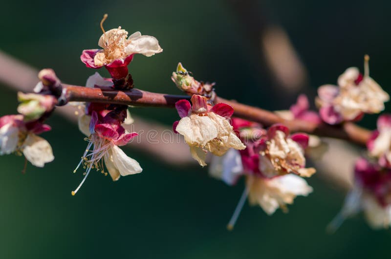 Frozen Spring Flowers on Trees Stock Image - Image of background ...