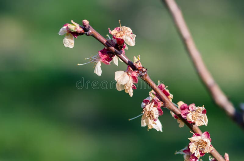 Frozen Spring Flowers on Trees Stock Photo - Image of green, colours ...