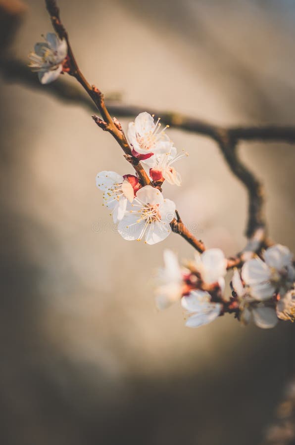 Frozen Spring Flowers on Trees Stock Photo - Image of frost, bloom ...