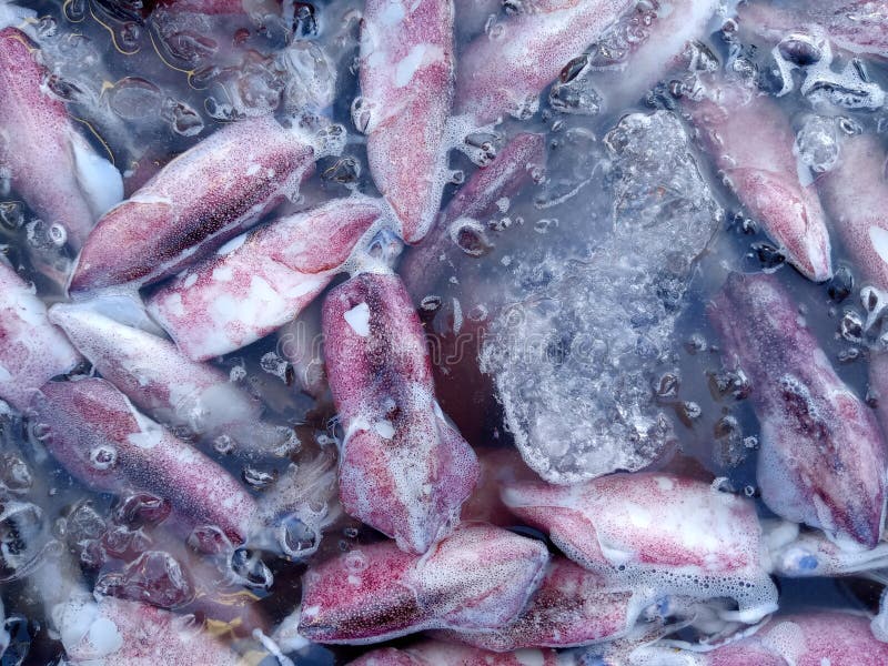 Frozen squid on ice stock photo. Image of freshness - 184767894