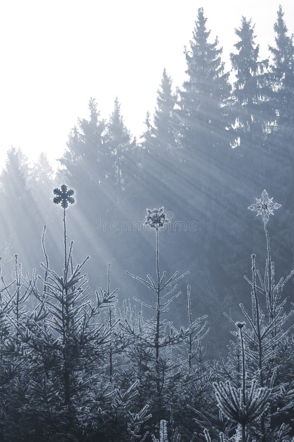 Frozen star peaks on firs stock image. Image of cold - 27778443