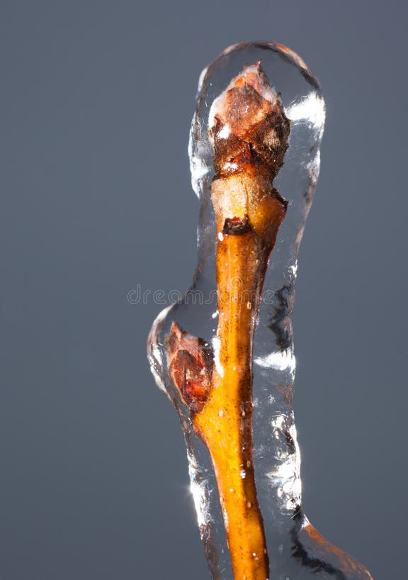 Frozen stem stock photo. Image of flora, grey, water - 40737602