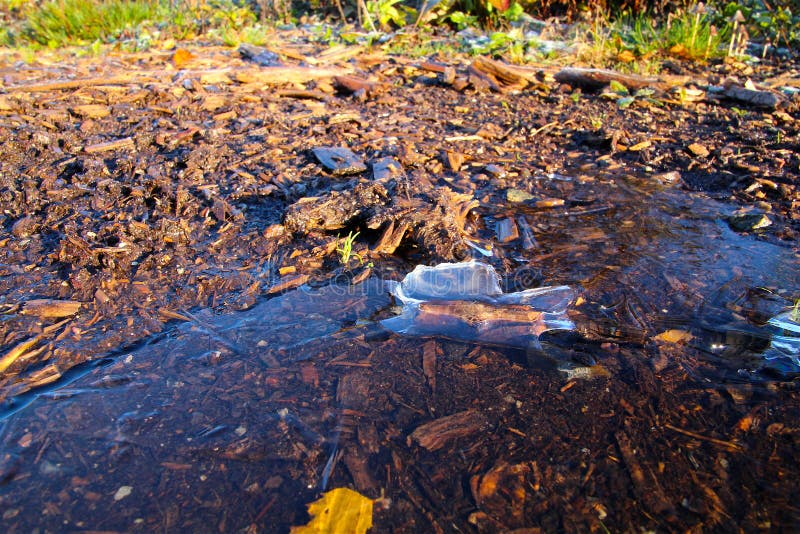 Frozen stick in a Puddle stock image. Image of frozen - 80636775