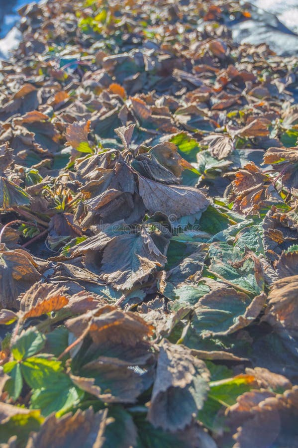 Frozen Strawberry Bushes Spring Stock Photos - Free & Royalty-Free ...