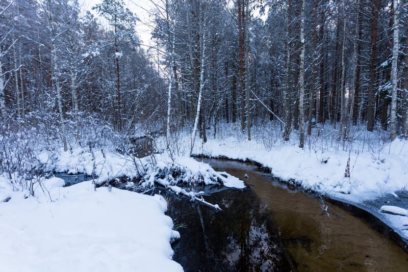 Frozen Stream in Winter Forest Stock Image - Image of stream, forest ...