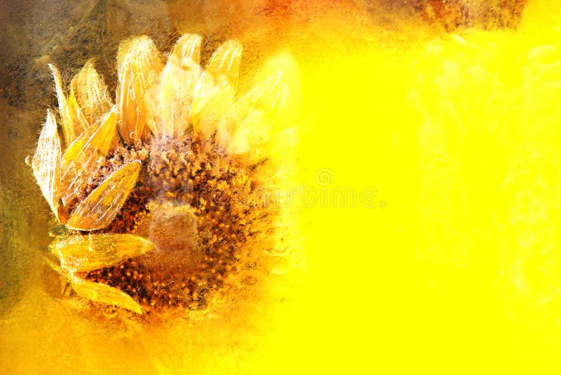 Frozen sunflower stock image. Image of unique, common - 1612363