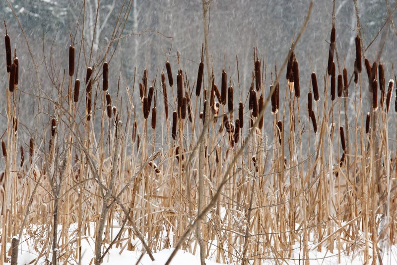 Frozen Swamp, with Reeds and Sedges Stock Image - Image of botanical ...