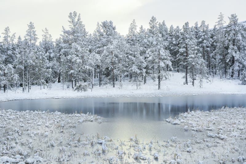 Frozen swamp in Drenthe stock photo. Image of seasonal - 29157614