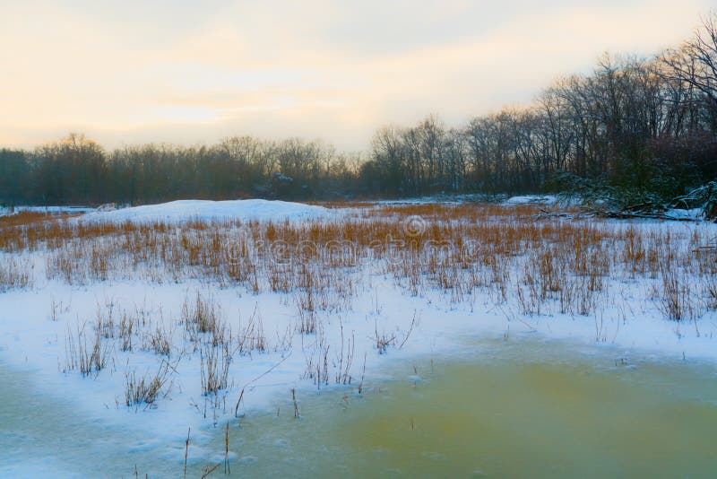 Frozen Swamp at Twilight stock image. Image of dark, hungary - 67497289