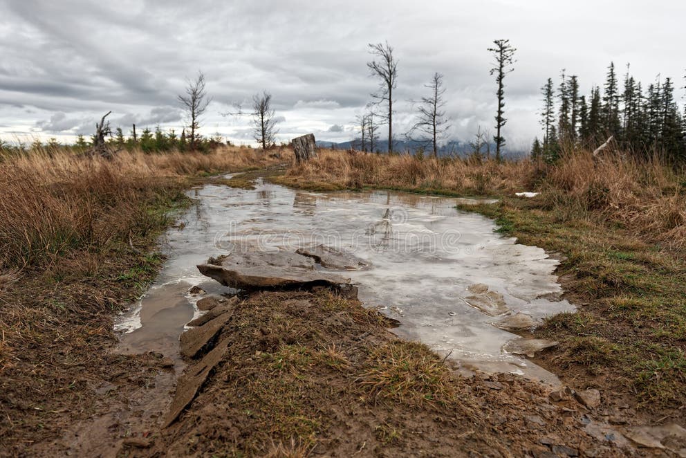 Frozen Swamp Under a Cloudy Sky. Stock Photo - Image of nature, frozen ...