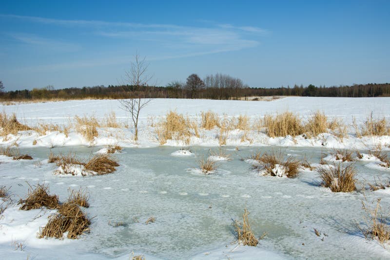 Frozen swamp in winter day stock photo. Image of pond - 133785438