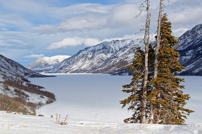 Frozen Tagish Lake and a Tree Stock Photo - Image of north, cold: 142728004