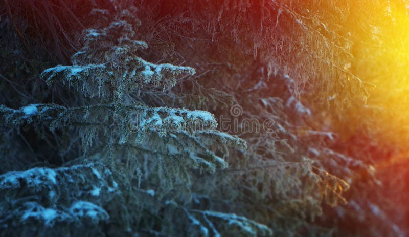 .frozen taiga forest stock image. Image of covering, white - 79324813