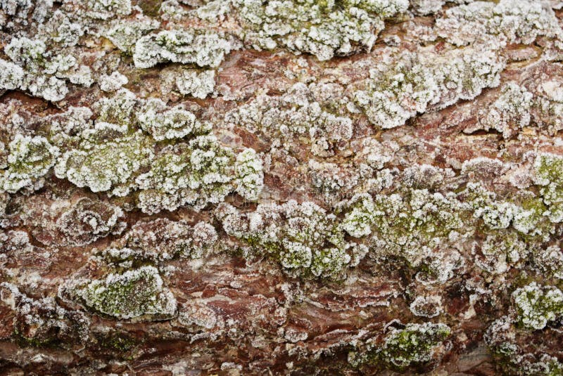 Frozen Texture of Larch Bark Stock Image - Image of forest, larch: 36061985