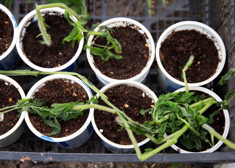 Frozen Tomato Plant before Planting in the Ground in Spring, Spring ...