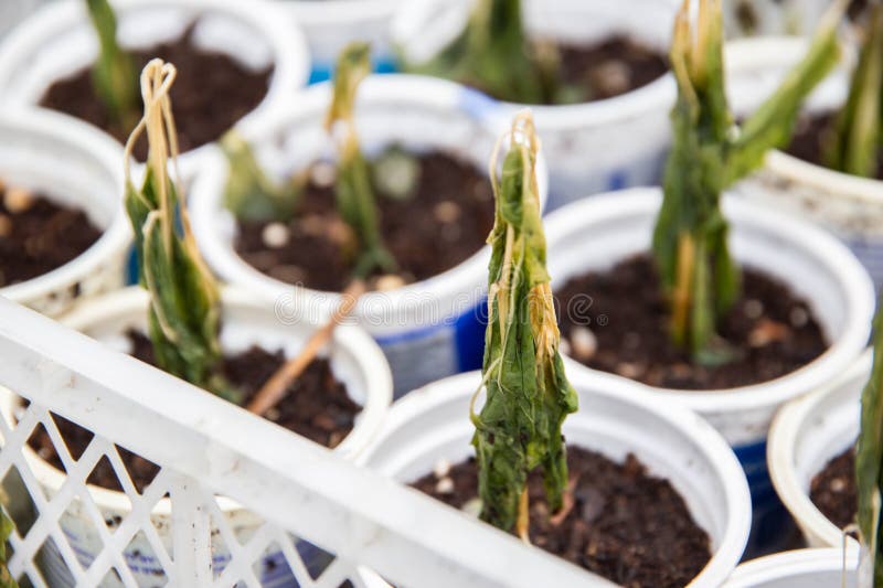 Frozen Tomato Plant before Planting in the Ground in Spring, Spring ...