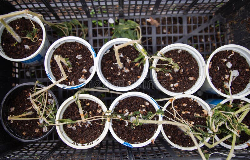 Frozen Tomato Plant before Planting in the Ground in Spring, Spring ...