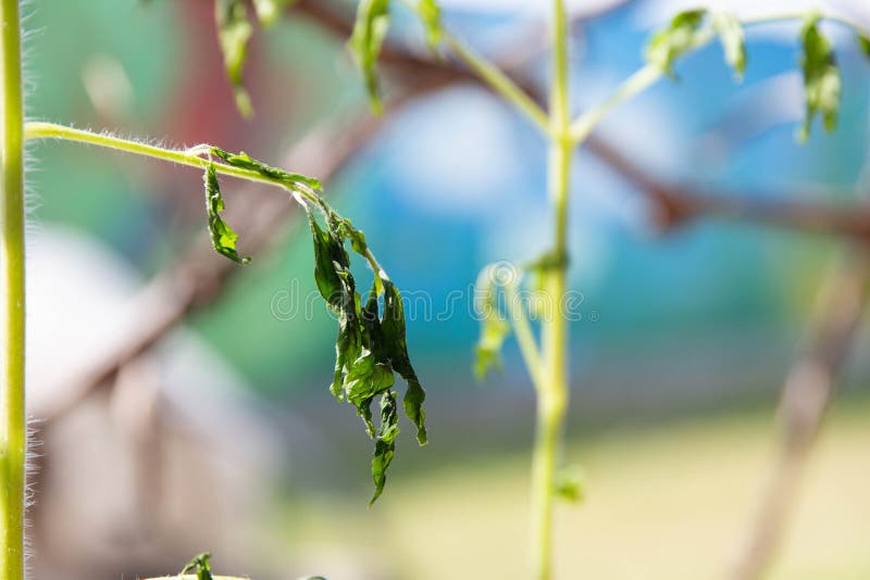 Frozen Tomato Plant before Planting in the Ground in Spring, Spring ...
