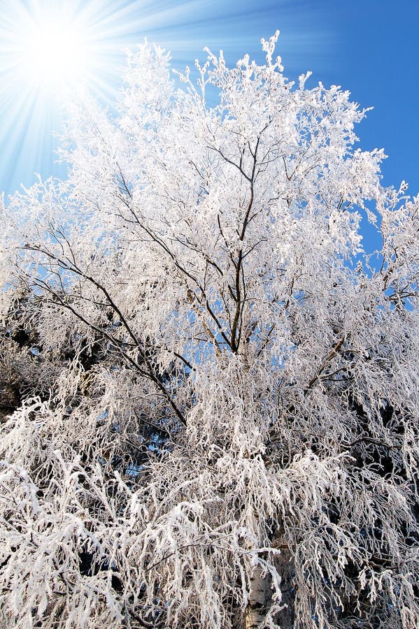 Frozen tree stock image. Image of scenery, branches, january - 11316055