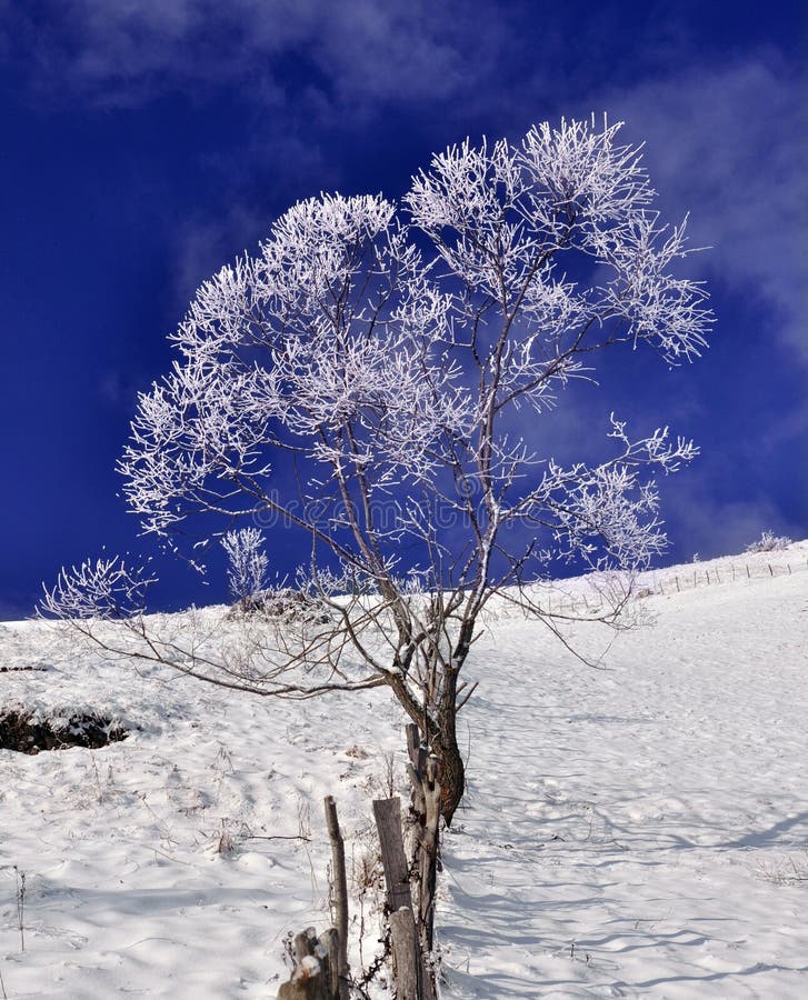 Frozen tree stock photo. Image of chilly, crisp, landscape - 12617966