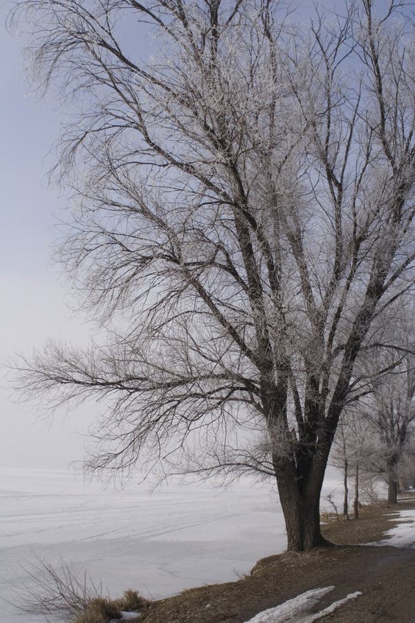 Frozen tree stock image. Image of snowscape, winter, black - 13471261