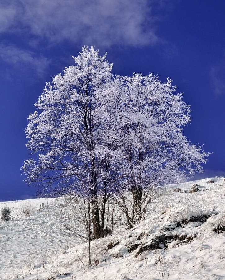 Frozen Tree stock photo. Image of december, snowy, travel - 17844820