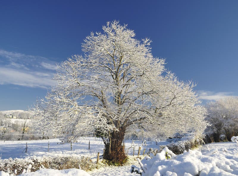 Frozen Tree. stock photo. Image of snow, weather, stamp - 18629140