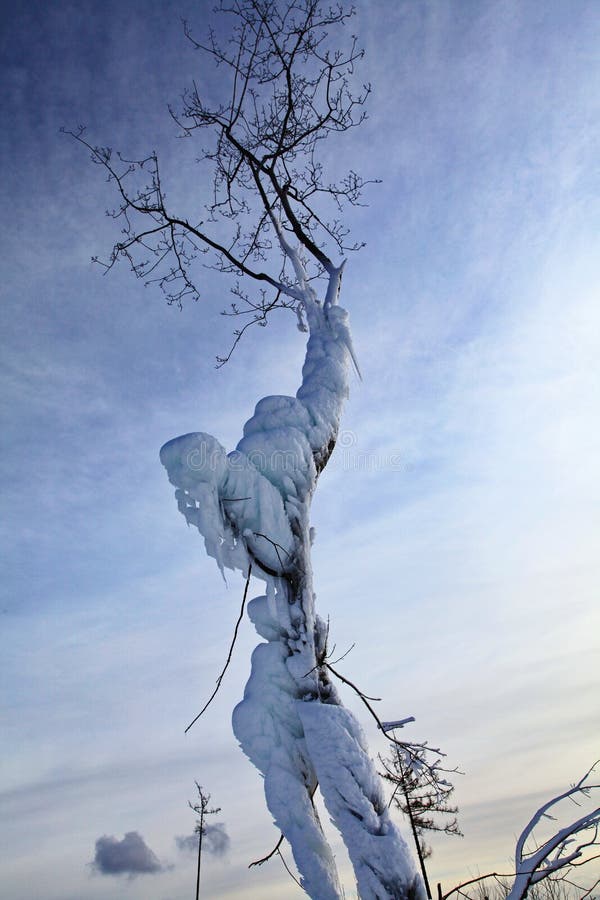 Frozen tree stock image. Image of leafy, colorful, lomnica - 28318539