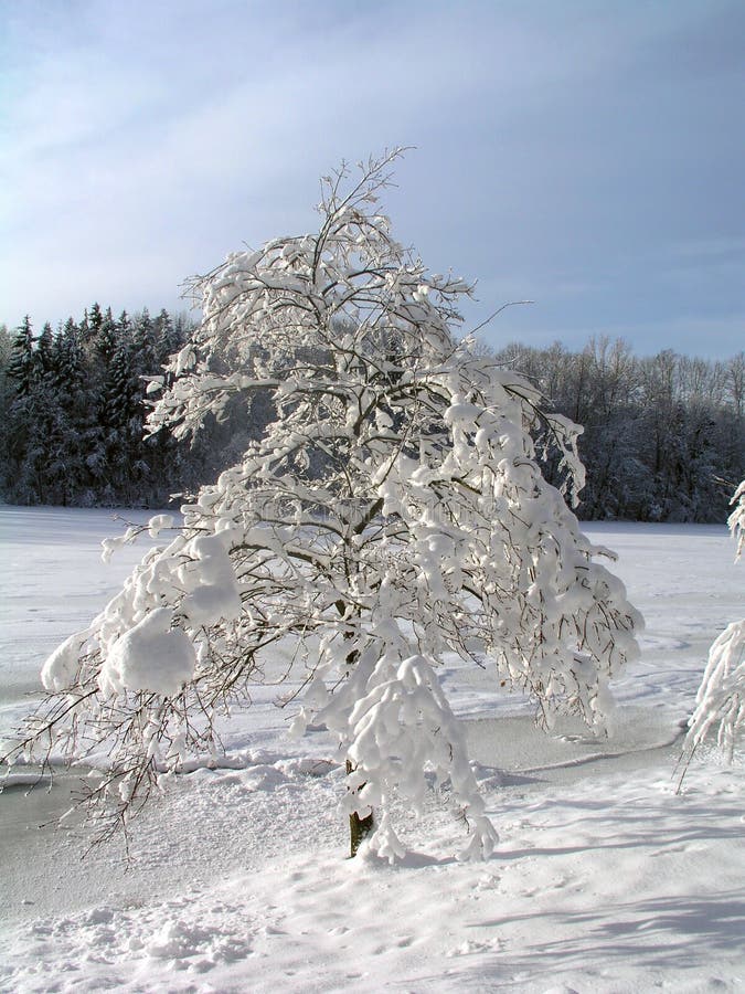 Frozen tree on ice stock photo. Image of beauty, fresh - 1678690