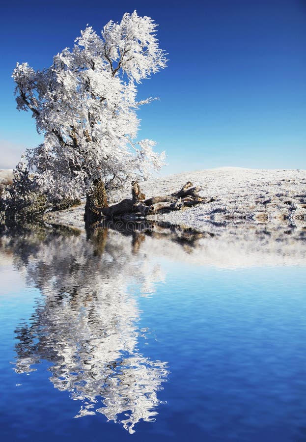 Frozen tree stock photo. Image of christmas, scenery, frost - 9741510