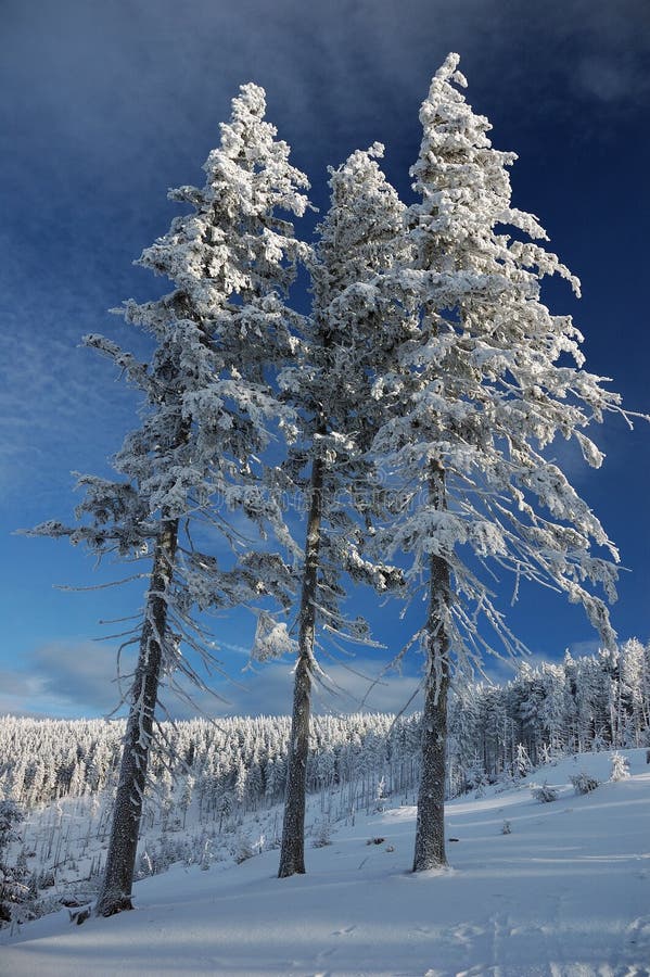 Frozen tree stock photo. Image of cold, pine, environment - 5320610