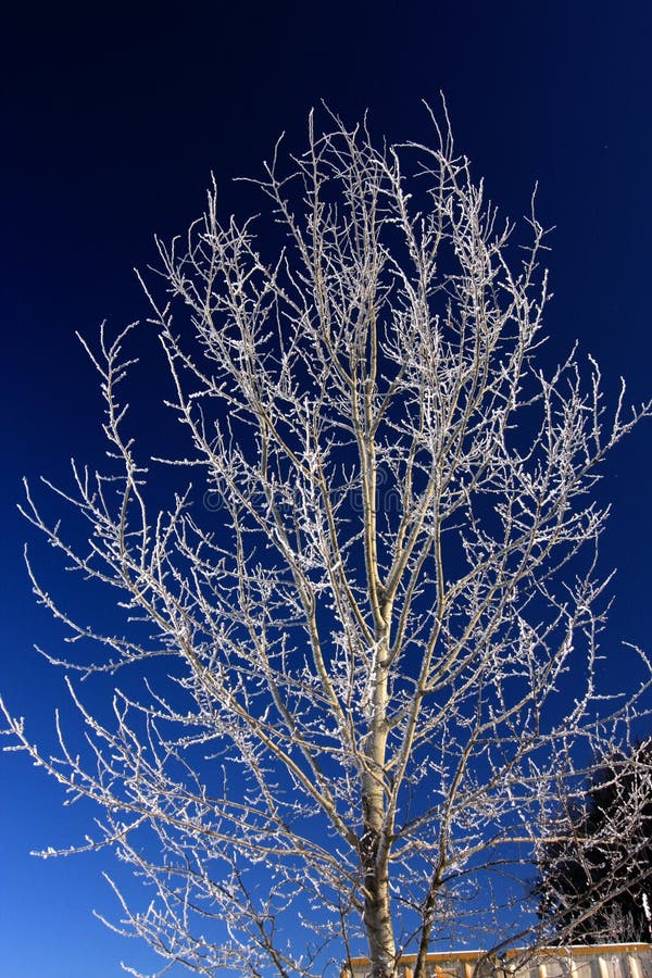 Frozen Tree Picture. Image: 5345202